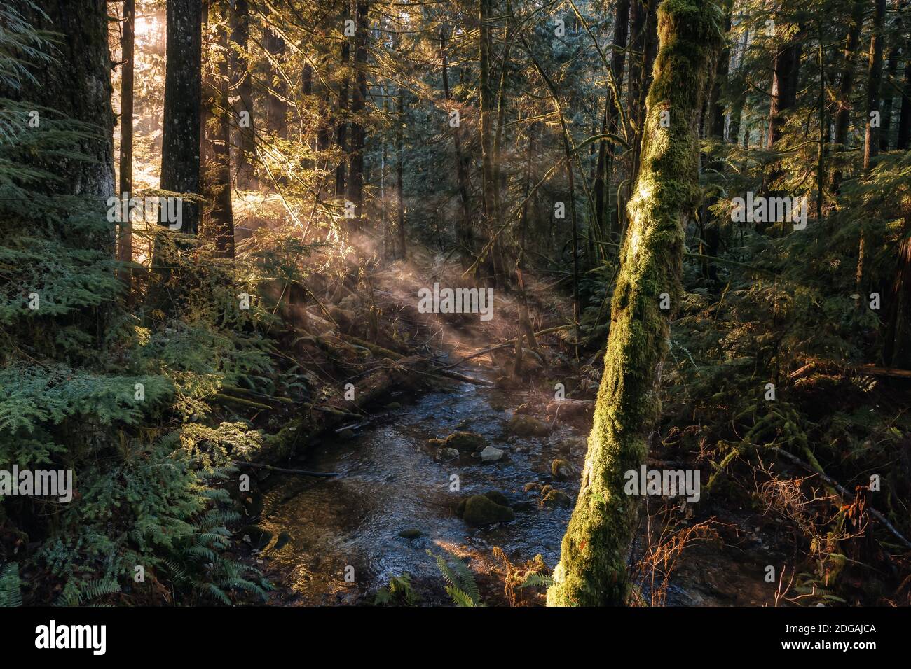 Rain Forest in British Columbia, Canada Stock Photo - Alamy