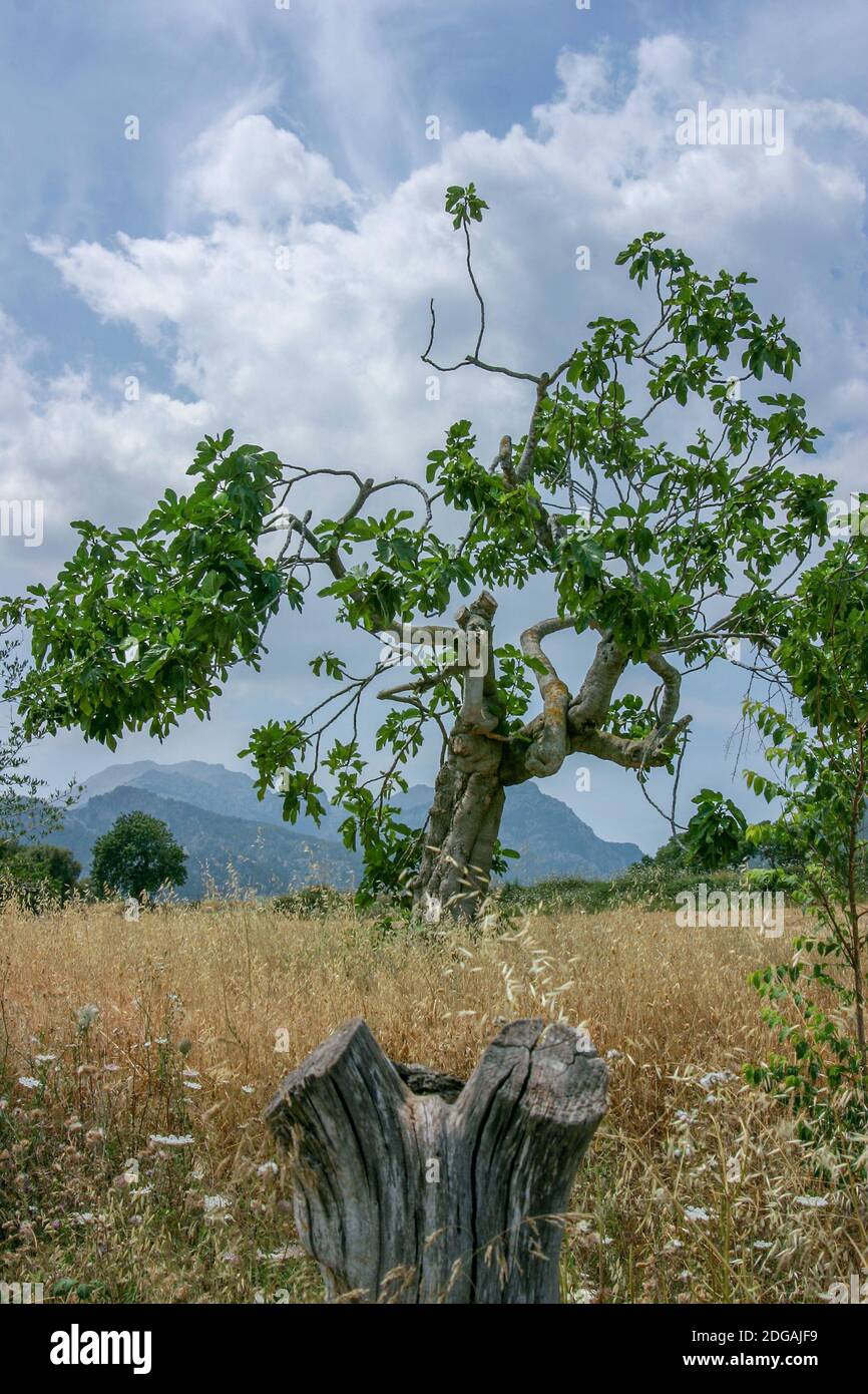Very old fig tree (Ficus Stock Photo - Alamy
