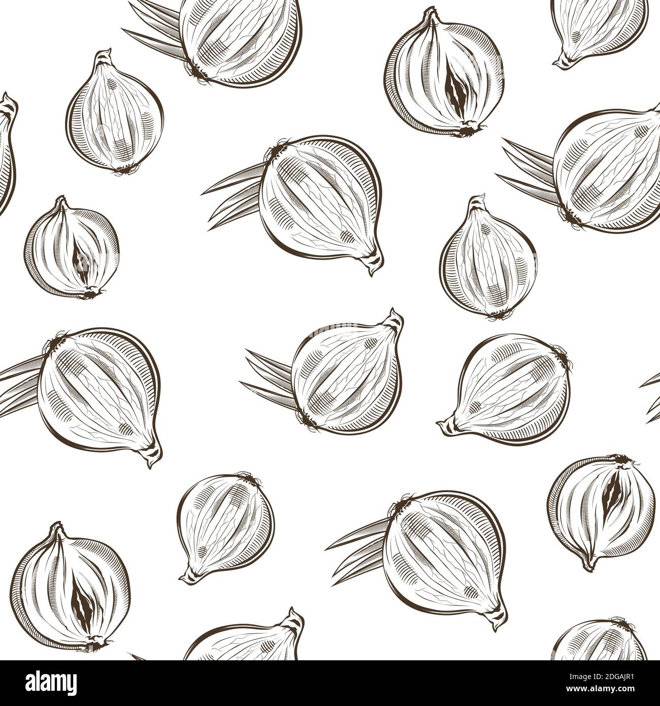 Onion drawing vintage hi-res stock photography and images - Alamy