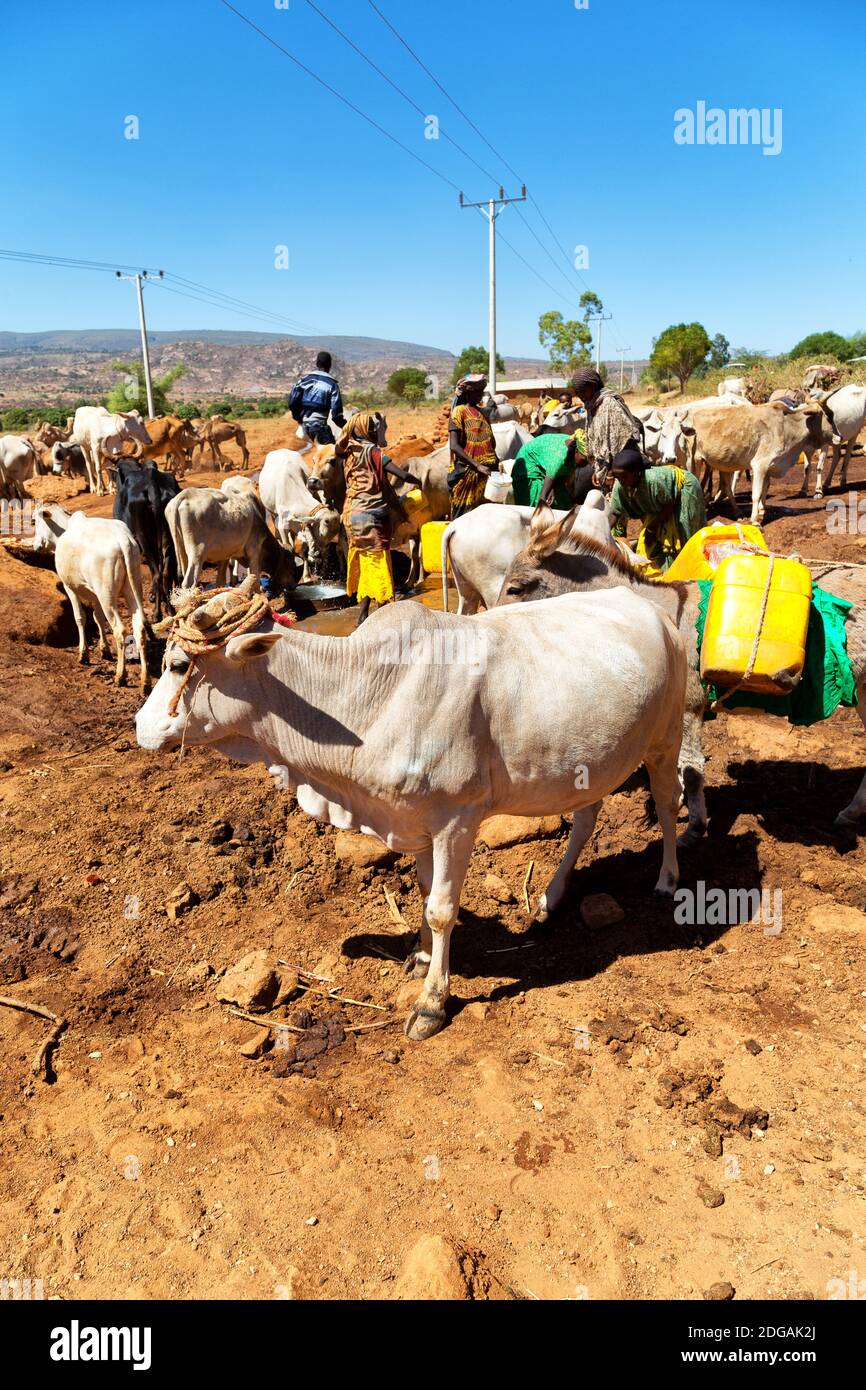 Africa in the animal market lots od cow Stock Photo - Alamy