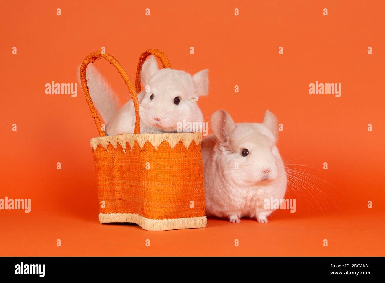 Two cute white chinchilla in a orange bag on an orange background Stock ...
