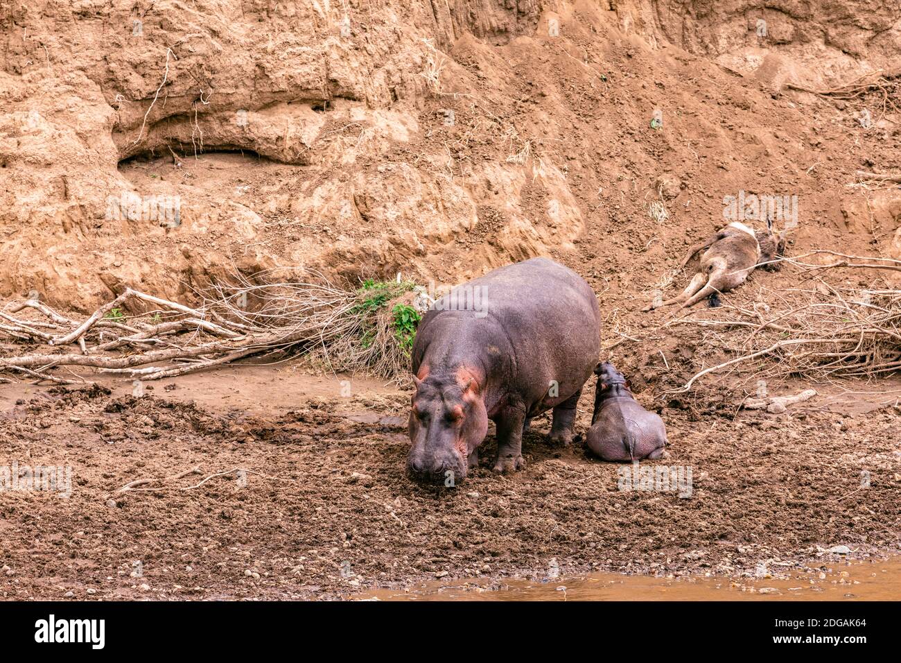 Wildlife Animals in The Maasai Mara National Reserve Park In Narok ...