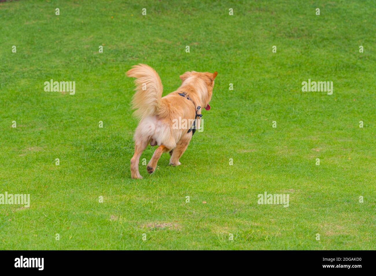 Rear view photo of golden retriever dog running on grass field Stock ...