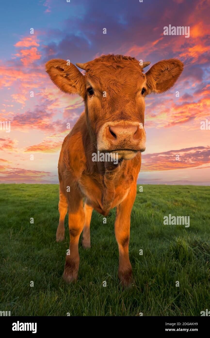 Vertical portrait of brown cow in Normandy, France Stock Photo - Alamy