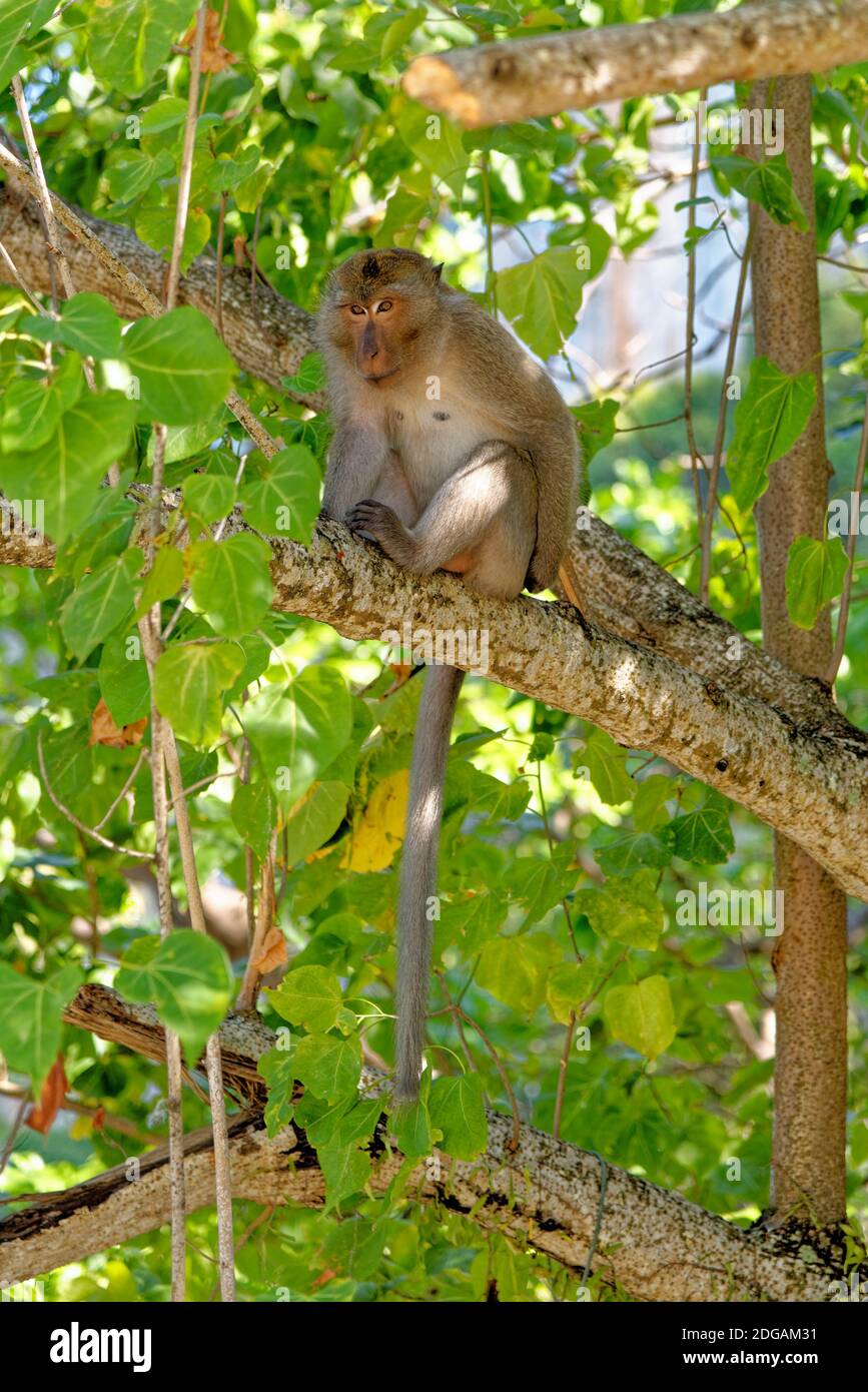 The macaques in the tree at the Koh Aleil Island, Krabi, Thailand ...
