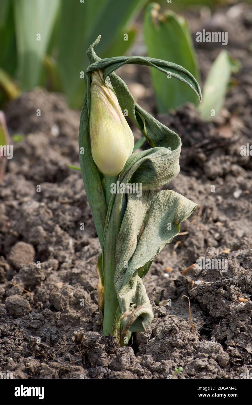Tulip Fire High Resolution Stock Photography and Images - Alamy