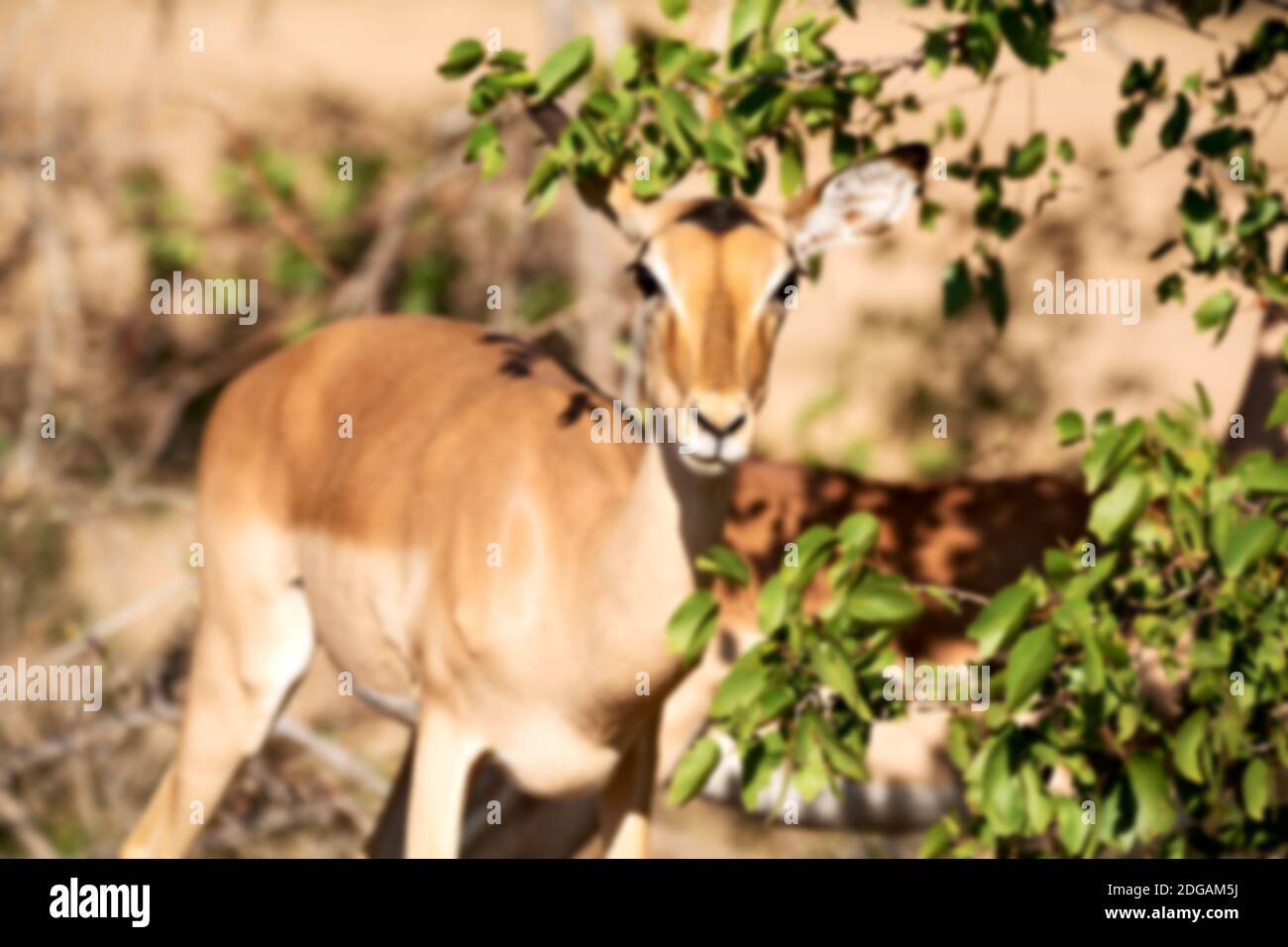 Wild impala in the winter bush Stock Photo - Alamy