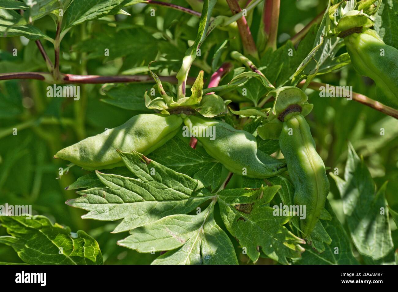 Large tree seed pods hi-res stock photography and images - Alamy