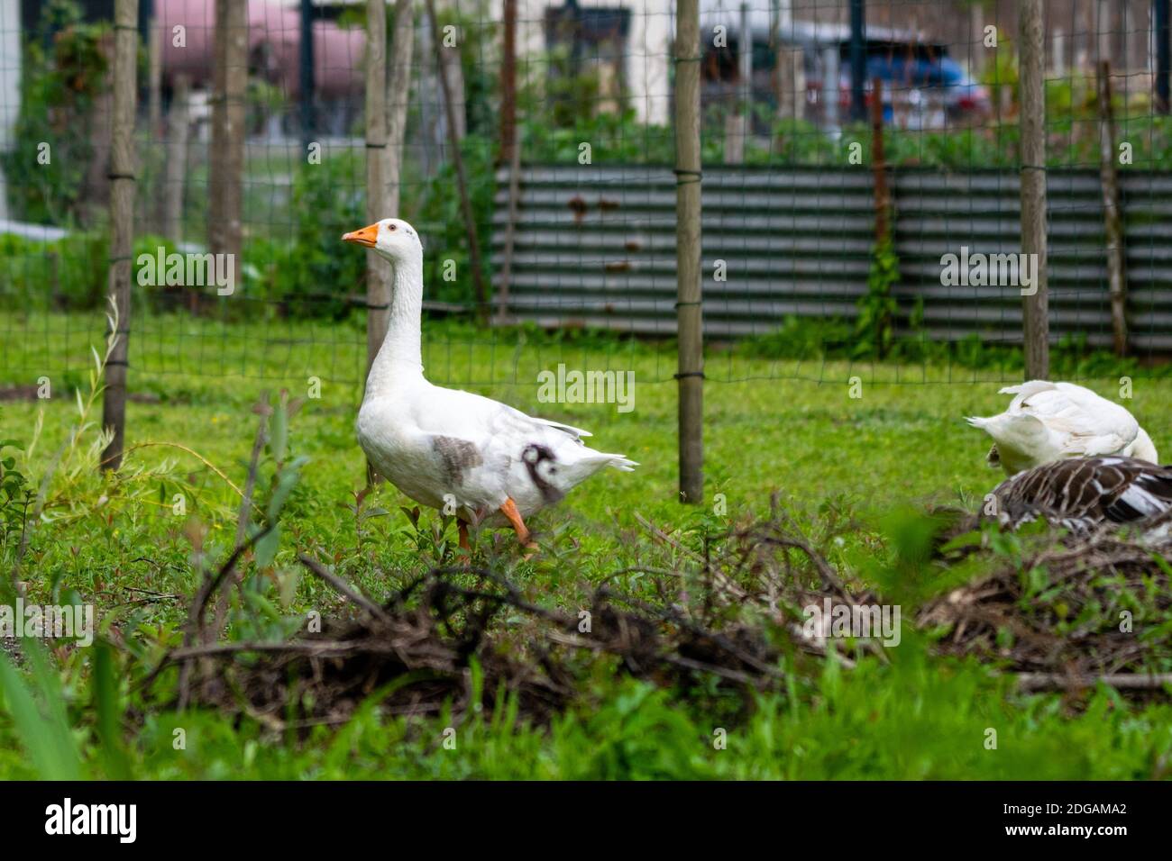 Goose Coop High Resolution Stock Photography and Images - Alamy