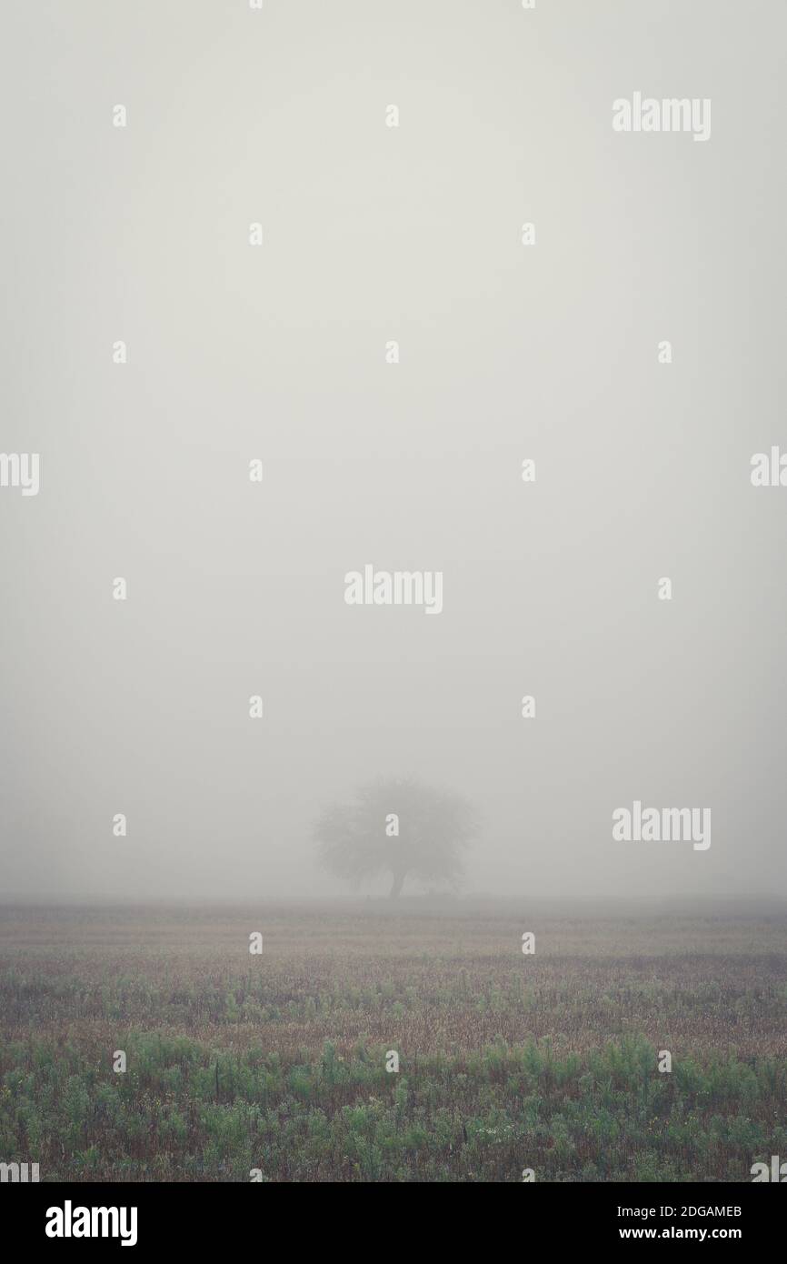 Alone fog one single hi-res stock photography and images - Alamy