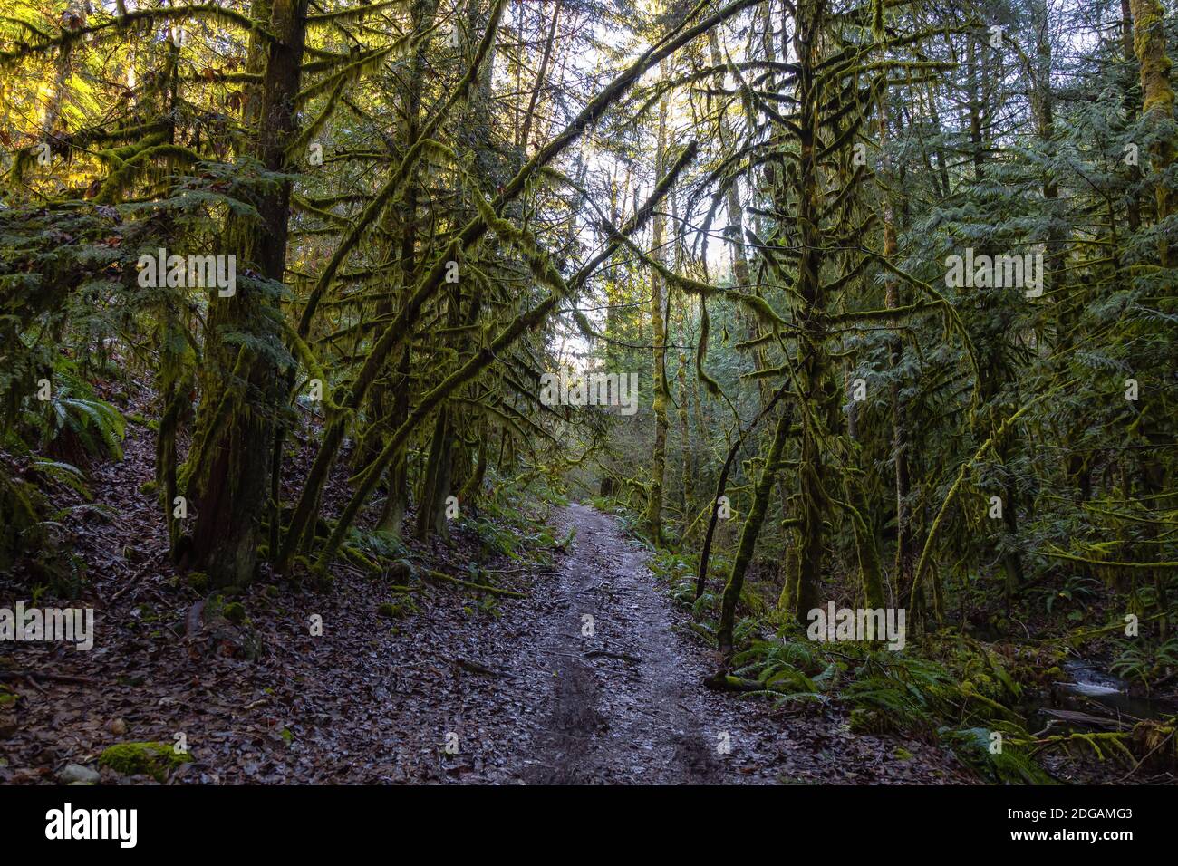 Rain Forest in British Columbia, Canada Stock Photo - Alamy