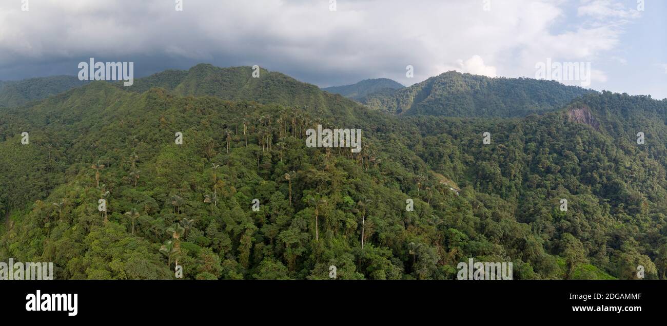 Cloudforest on the Amazonian slopes of the Andes near Reventador ...