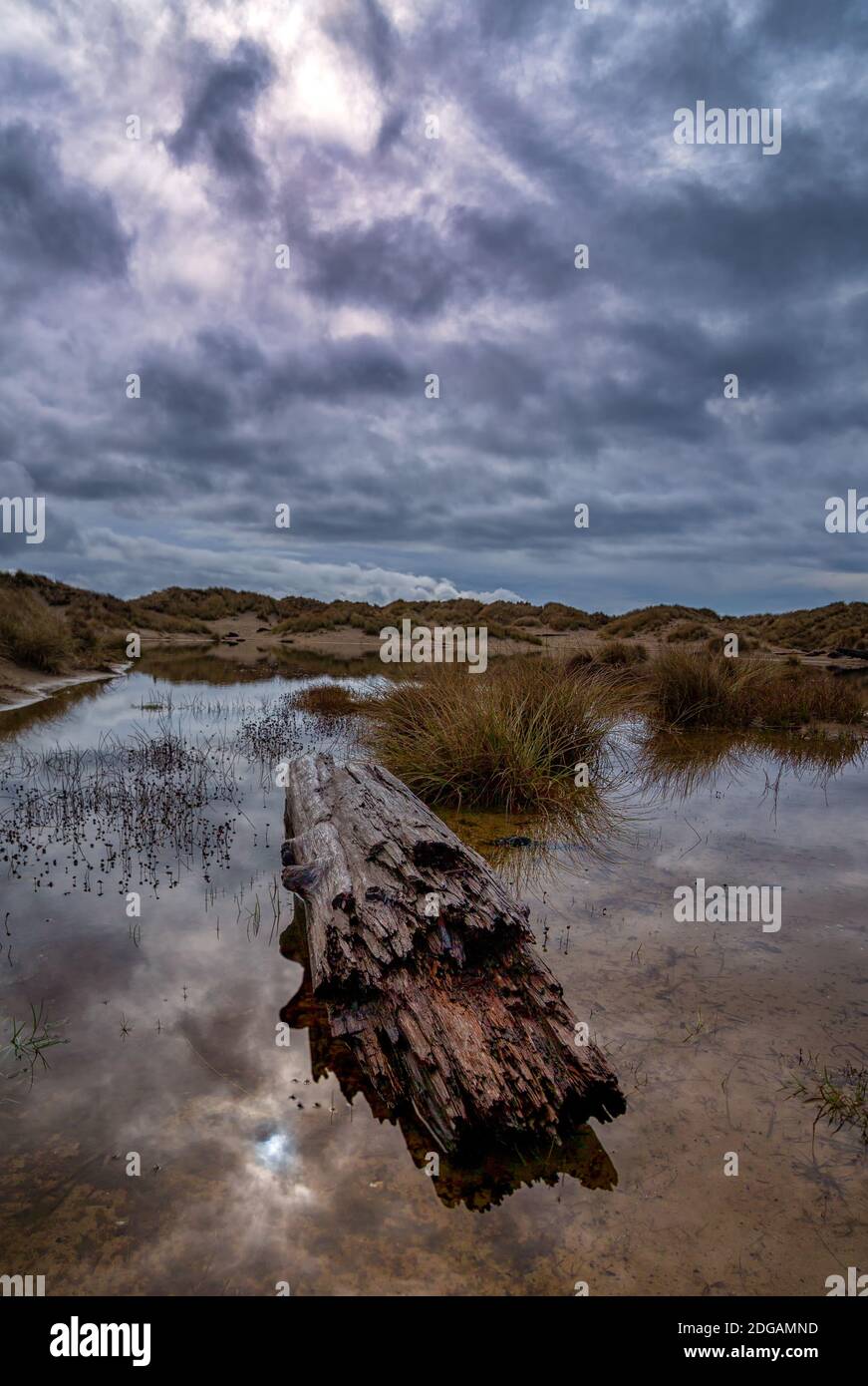 Reflections in a Rainwater Pond, Sand Dunes, Oregon, USA Stock Photo ...