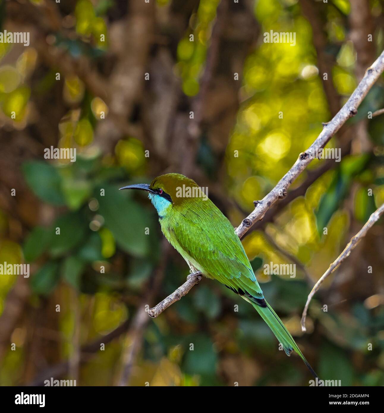 Asian green bee eater hi-res stock photography and images - Alamy