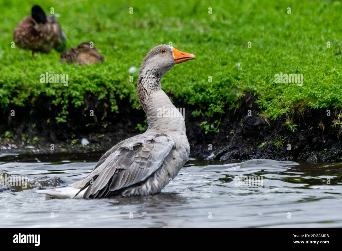 Goose coop hi-res stock photography and images - Alamy