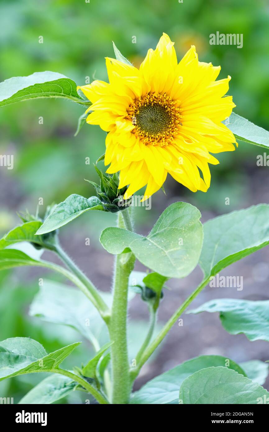 Sunflower 'Irish Eyes' Helianthus annuus. Annual Sunflower, Common ...