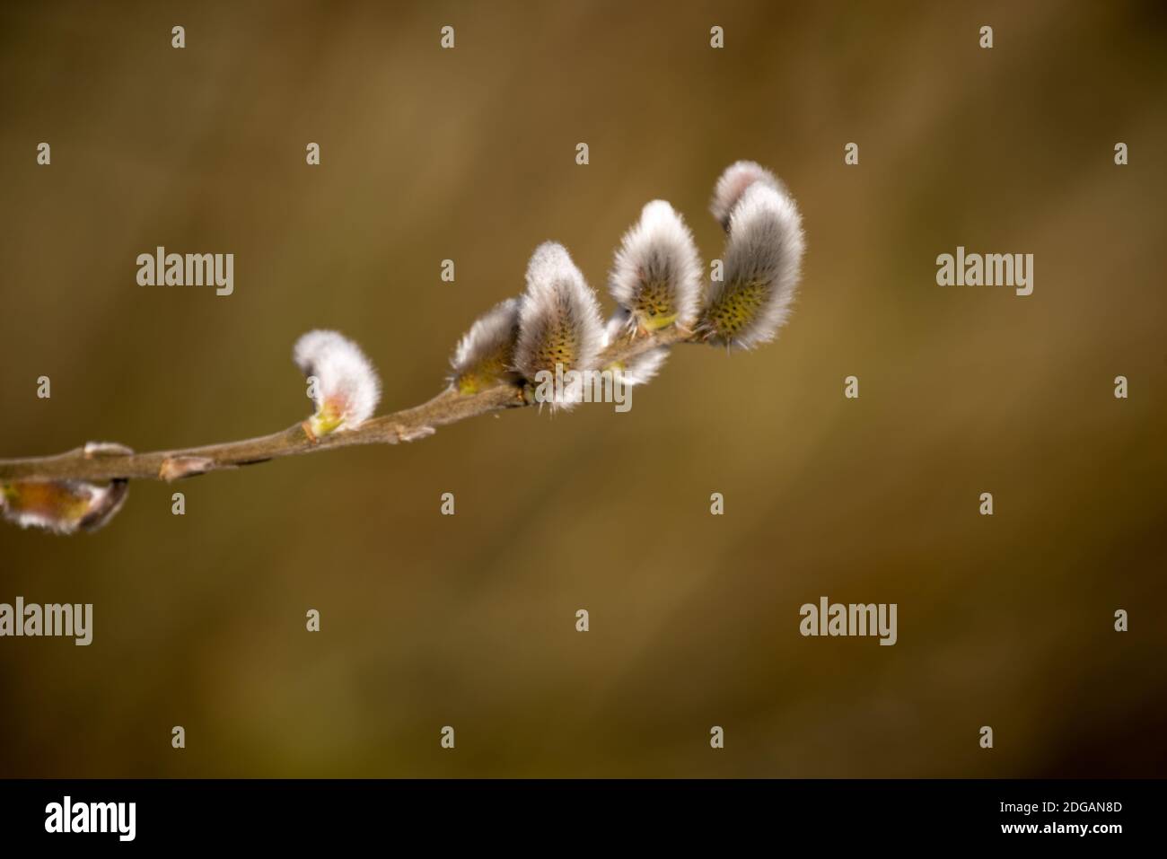 Spring messenger hi-res stock photography and images - Alamy