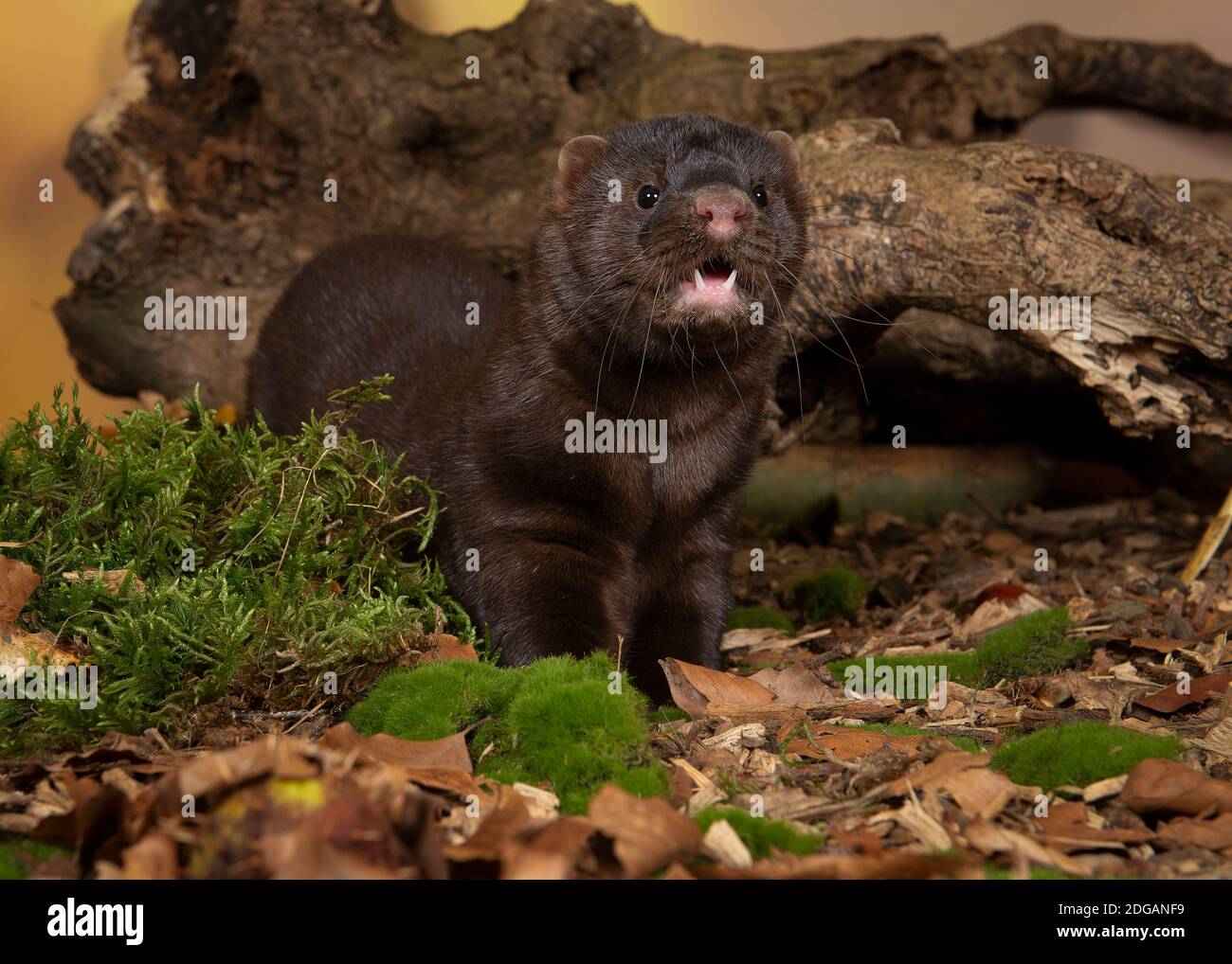 The european mink hi-res stock photography and images - Alamy