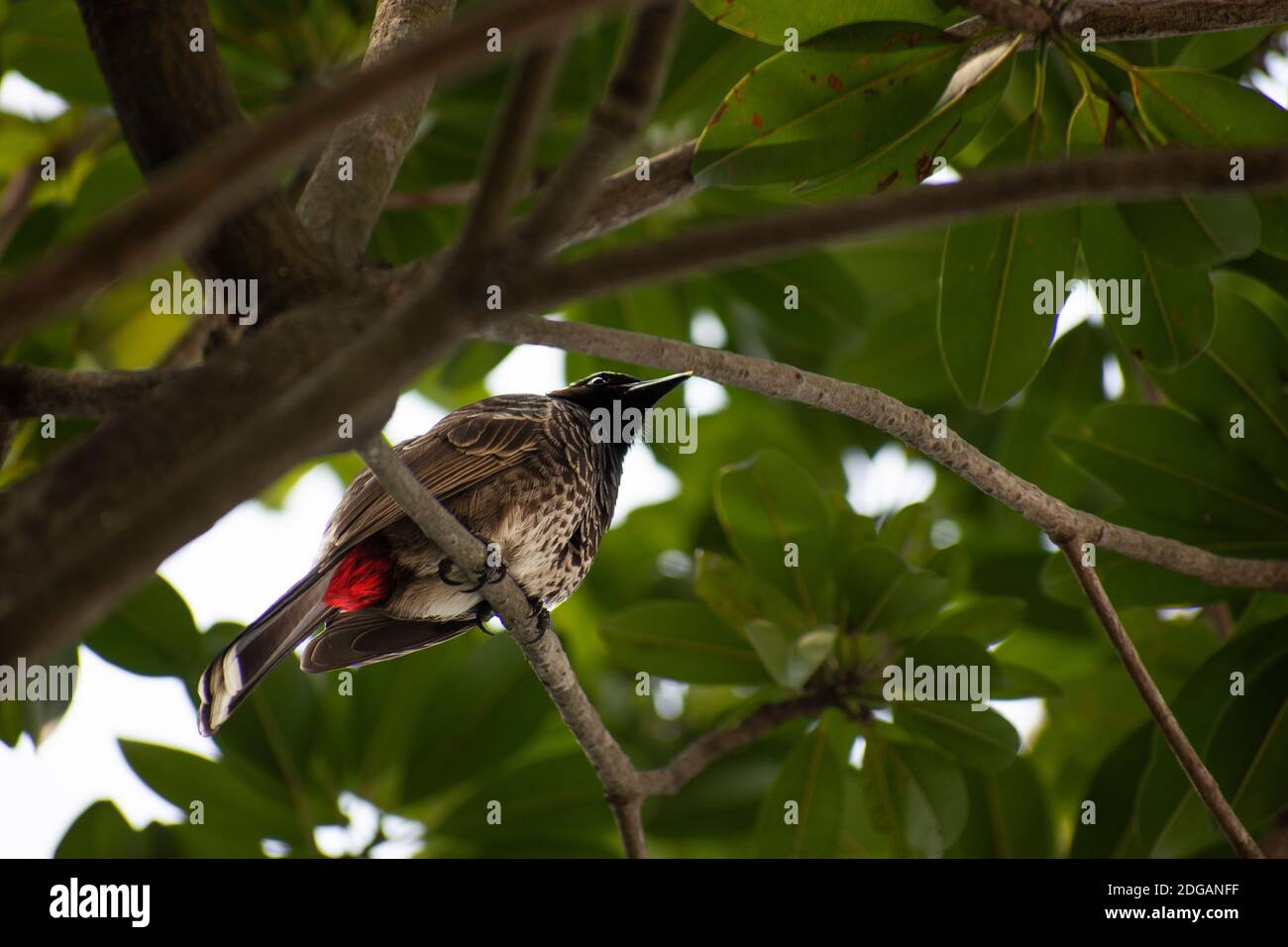 The red-vented bulbul is a member of the bulbul family of passerines ...