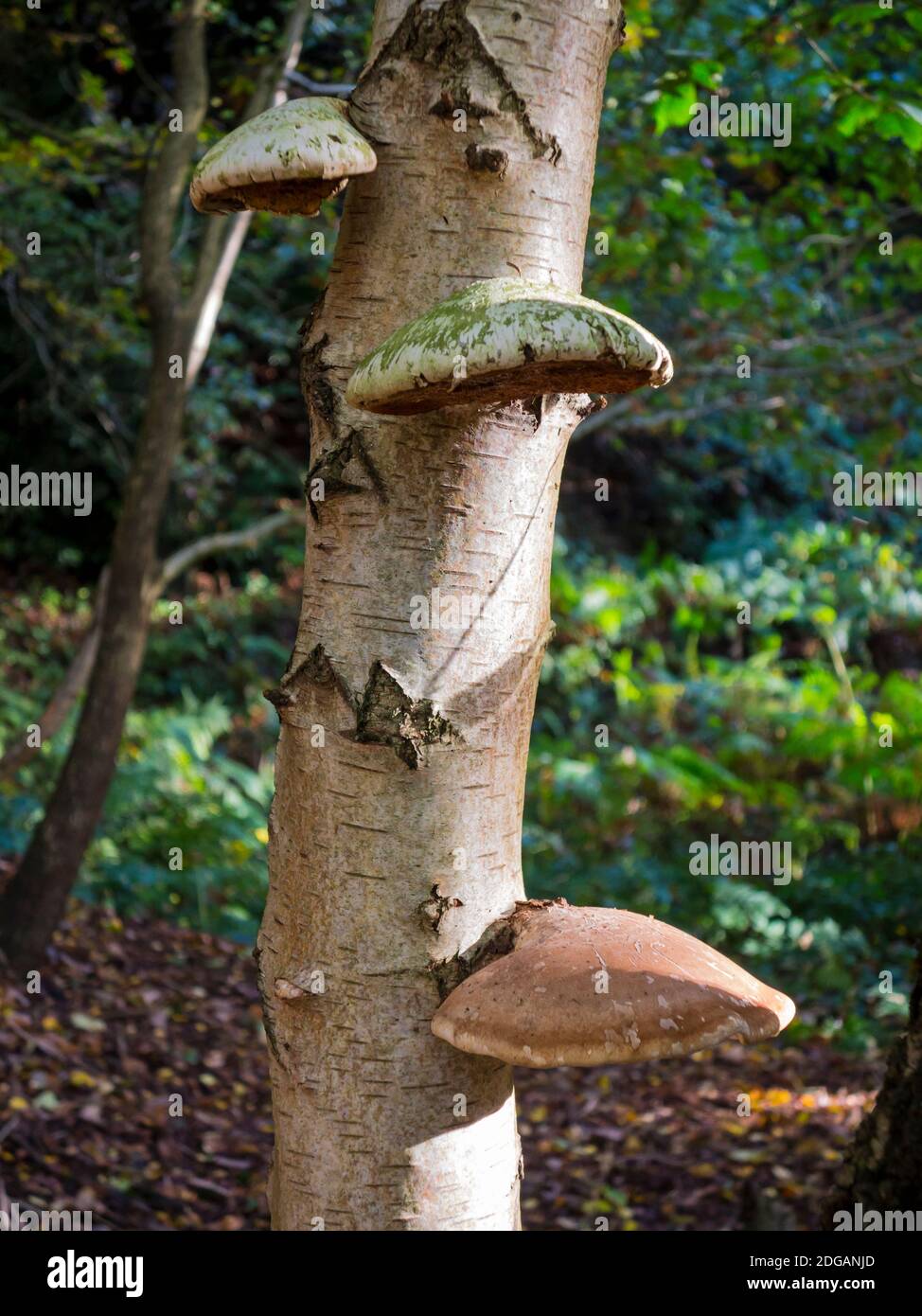 Bracket or shelf fungi growing on a tree branch these are also known as ...