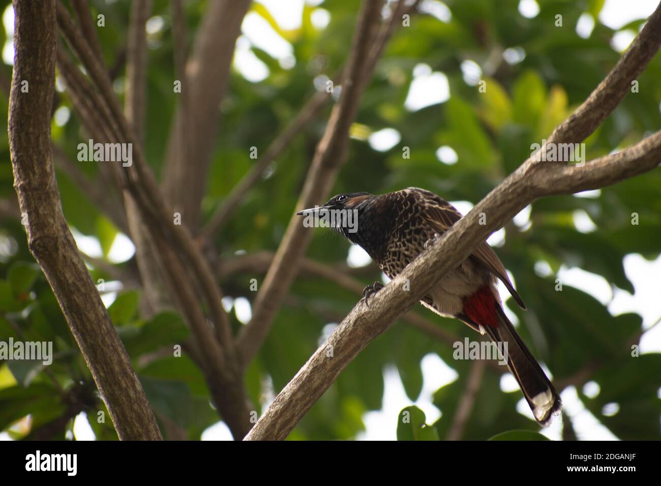 The red-vented bulbul is a member of the bulbul family of passerines ...