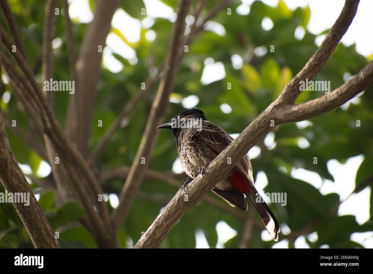 The red-vented bulbul is a member of the bulbul family of passerines ...