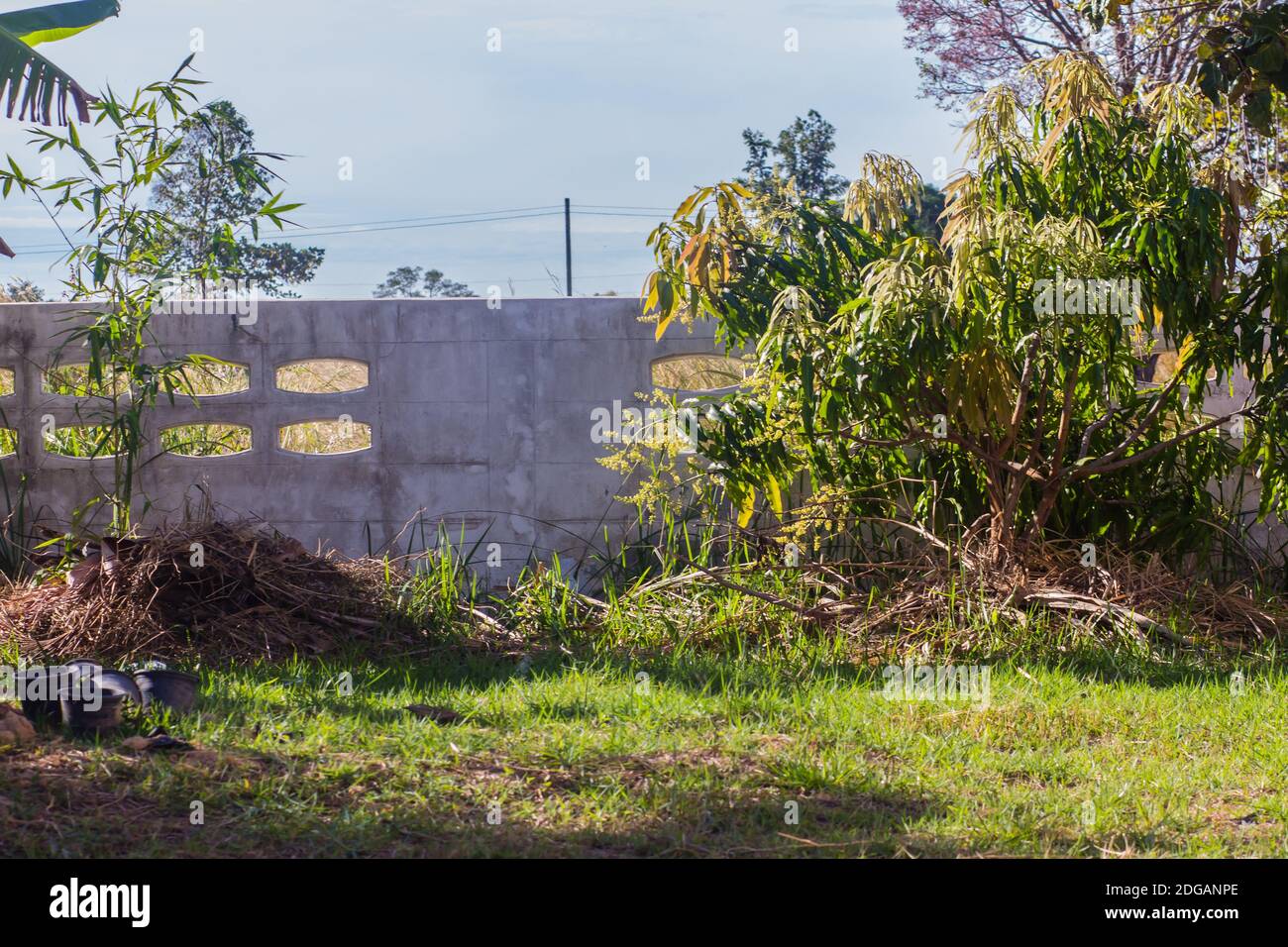 Green young mango tree beside the fence in the backyard Stock Photo - Alamy