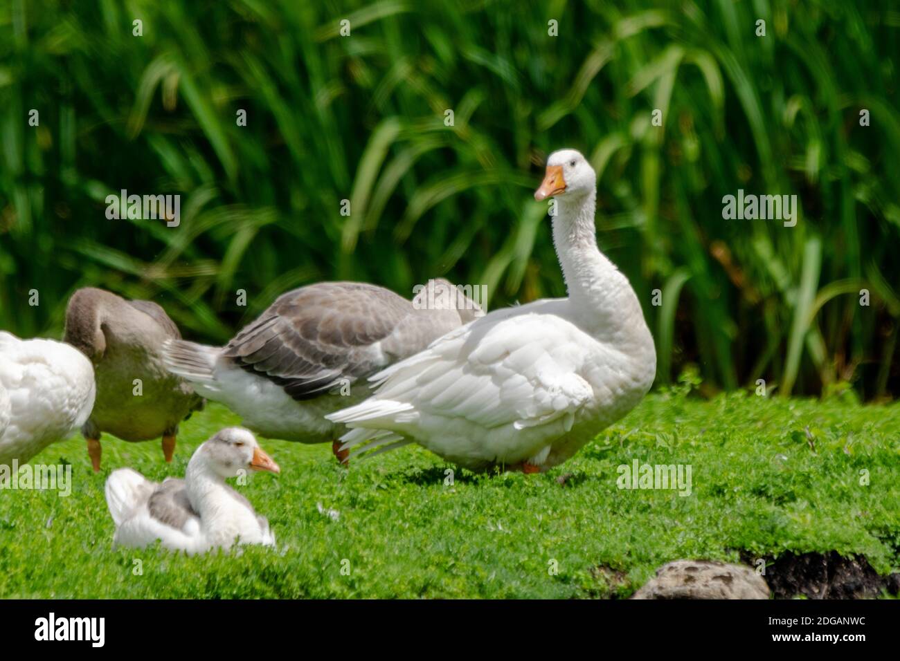 group of gooses in the grass Stock Photo - Alamy