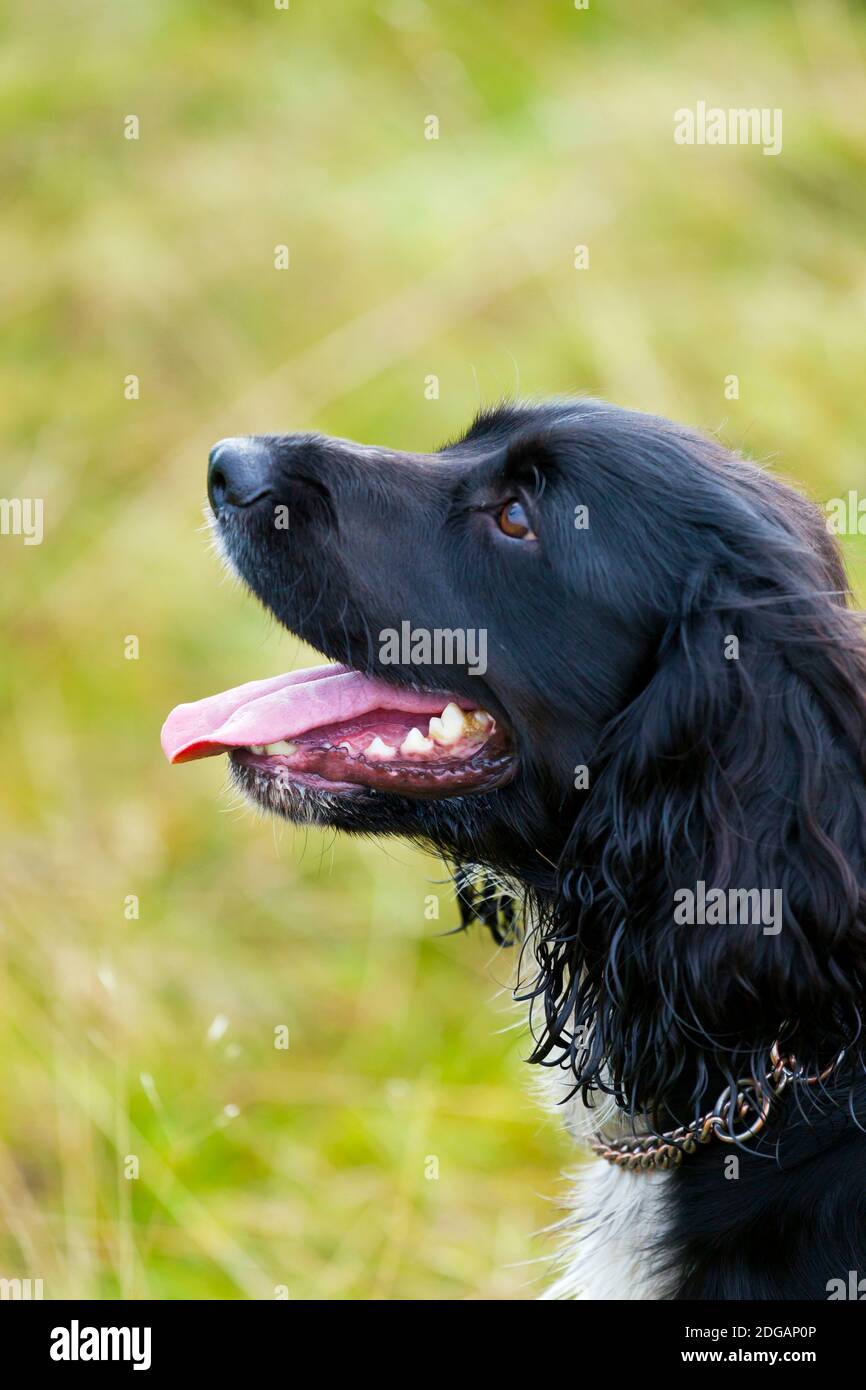 Working cocker spaniel dog with black hair and white chest in ...