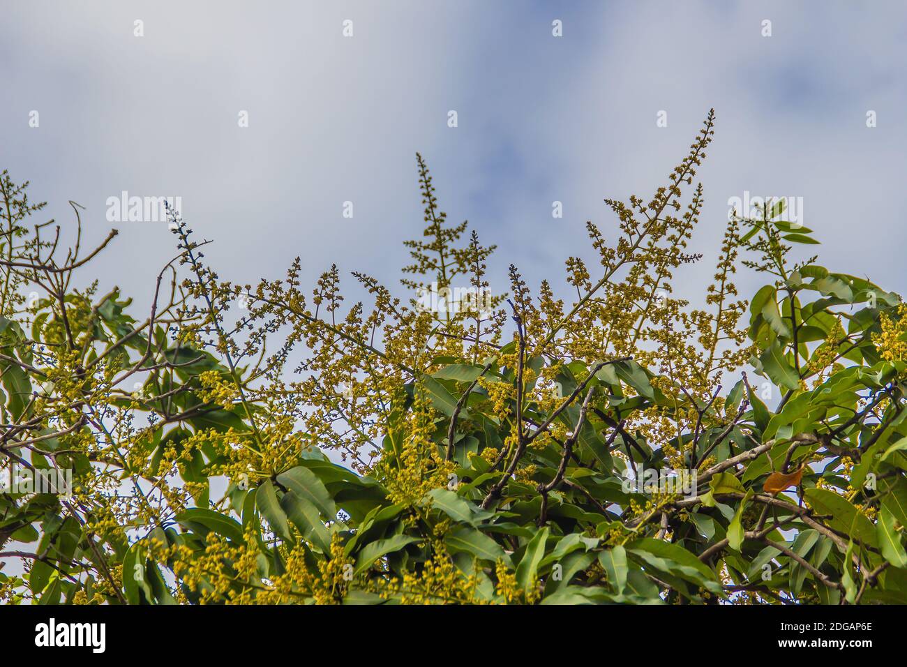 Mango flowers on the tree with blue sky and white cloud background ...