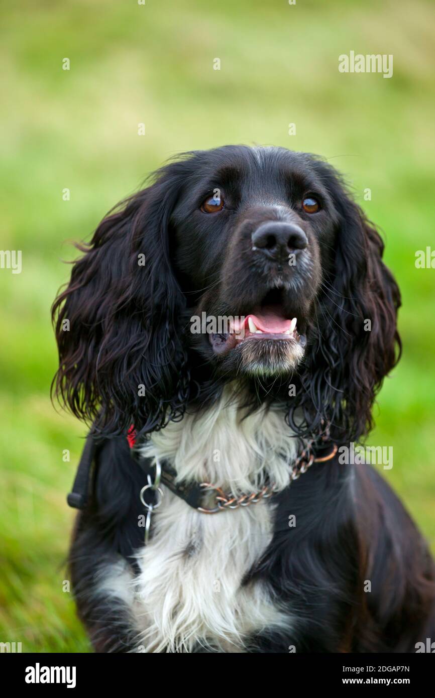 Working cocker spaniel dog with black hair and white chest in ...