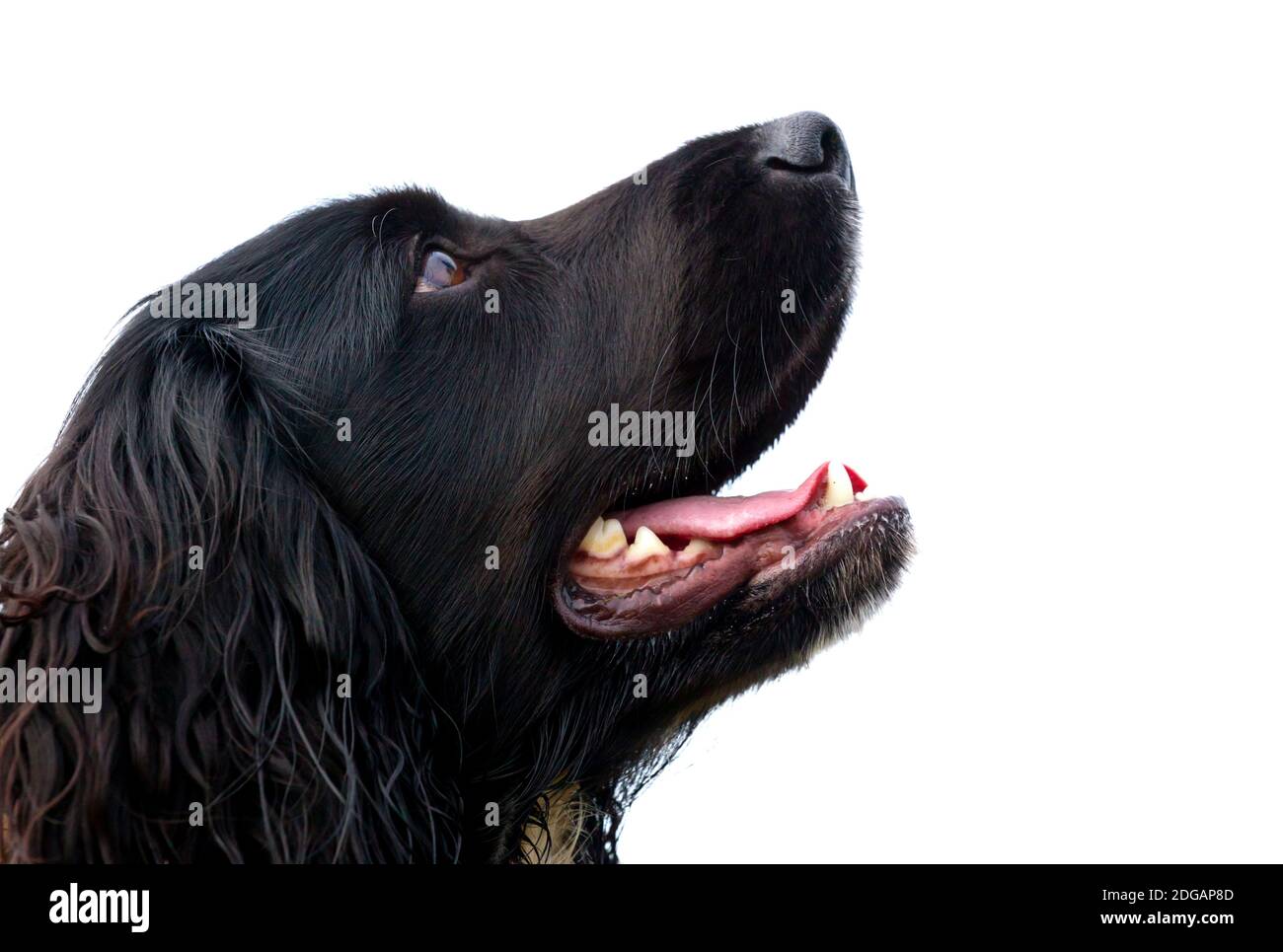 Side view of Working cocker spaniel dog with black hair and white chest ...