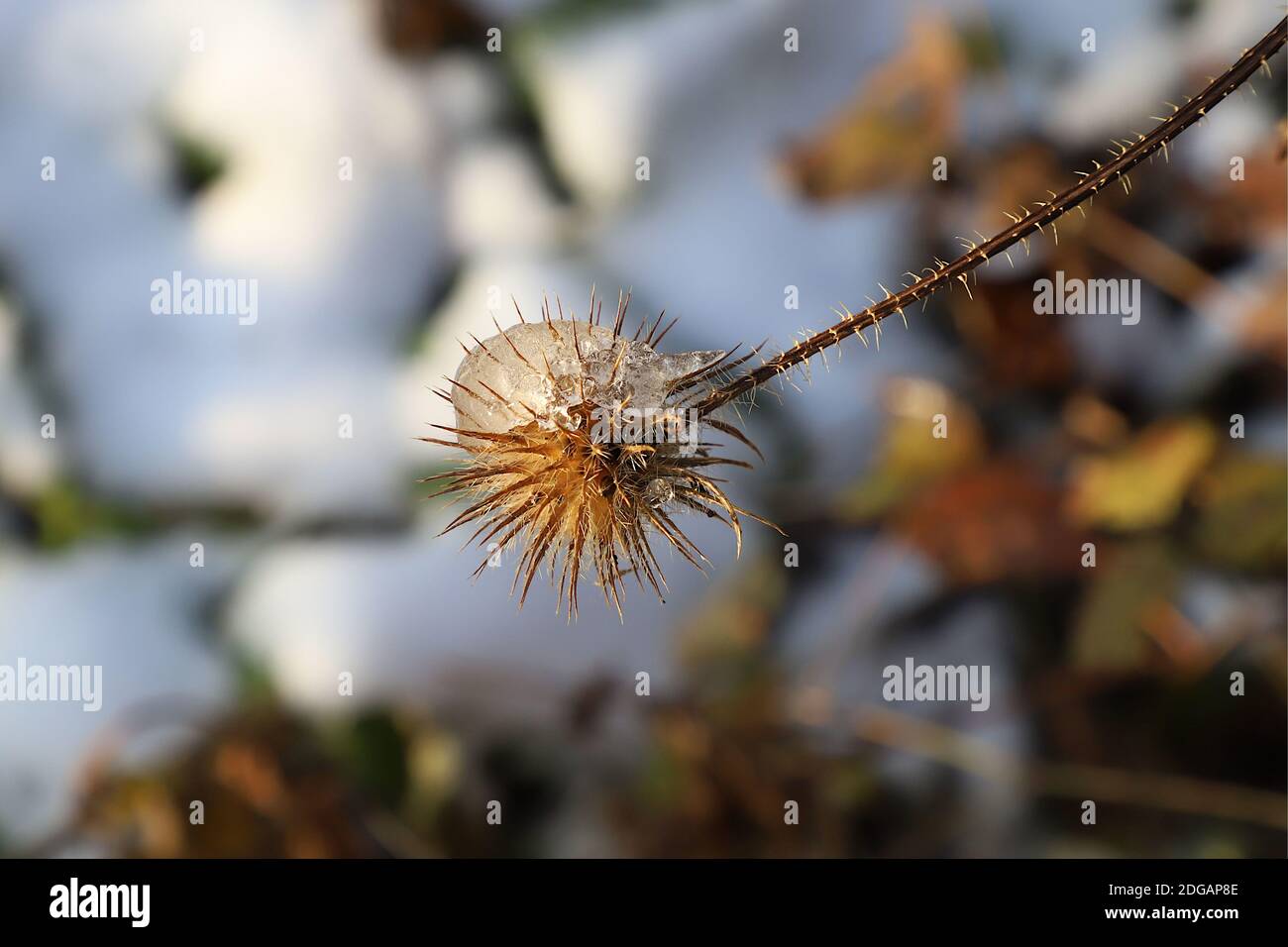 Burr background hi-res stock photography and images - Alamy