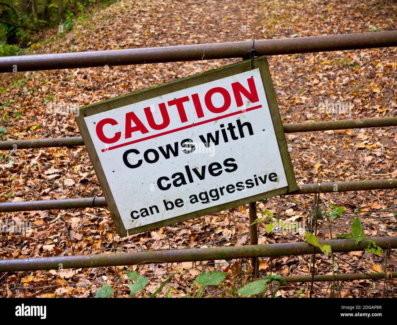Sign on a metal gate on a farm with warning message Caution Cows with ...
