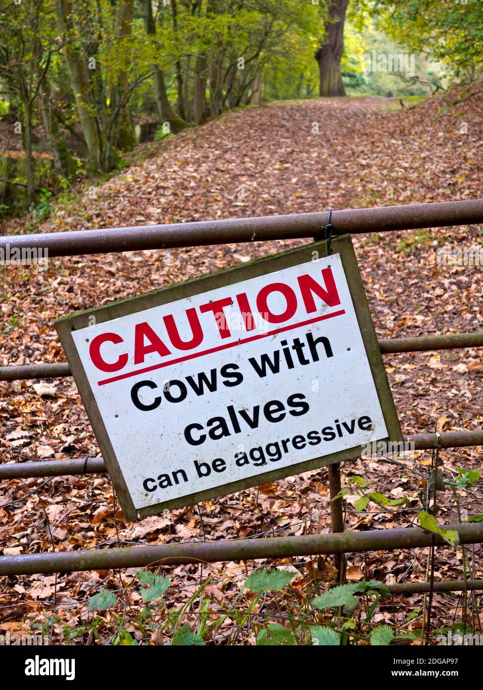 Sign on a metal gate on a farm with warning message Caution Cows with ...