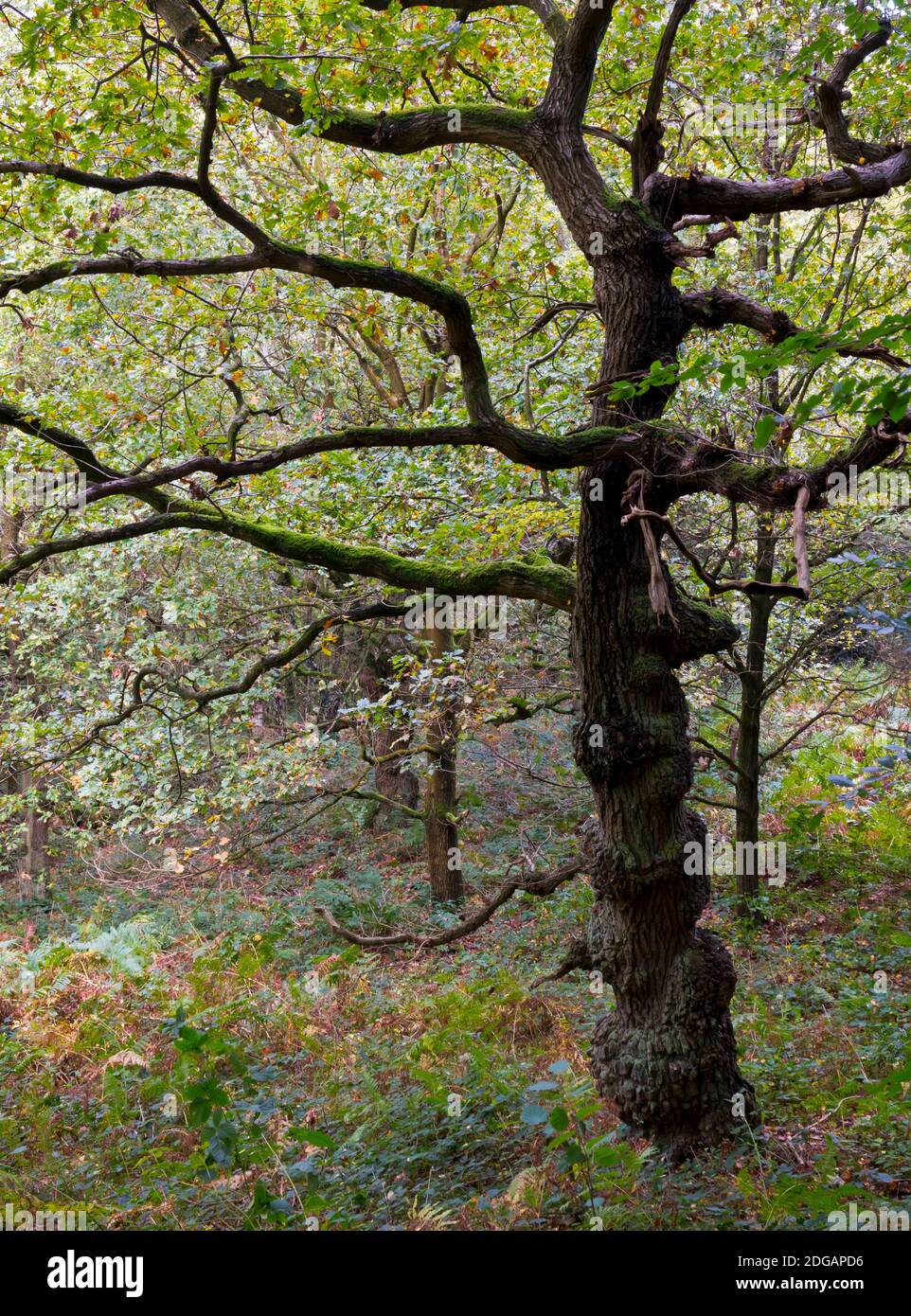Gnarled Tree Branch High Resolution Stock Photography and Images - Alamy
