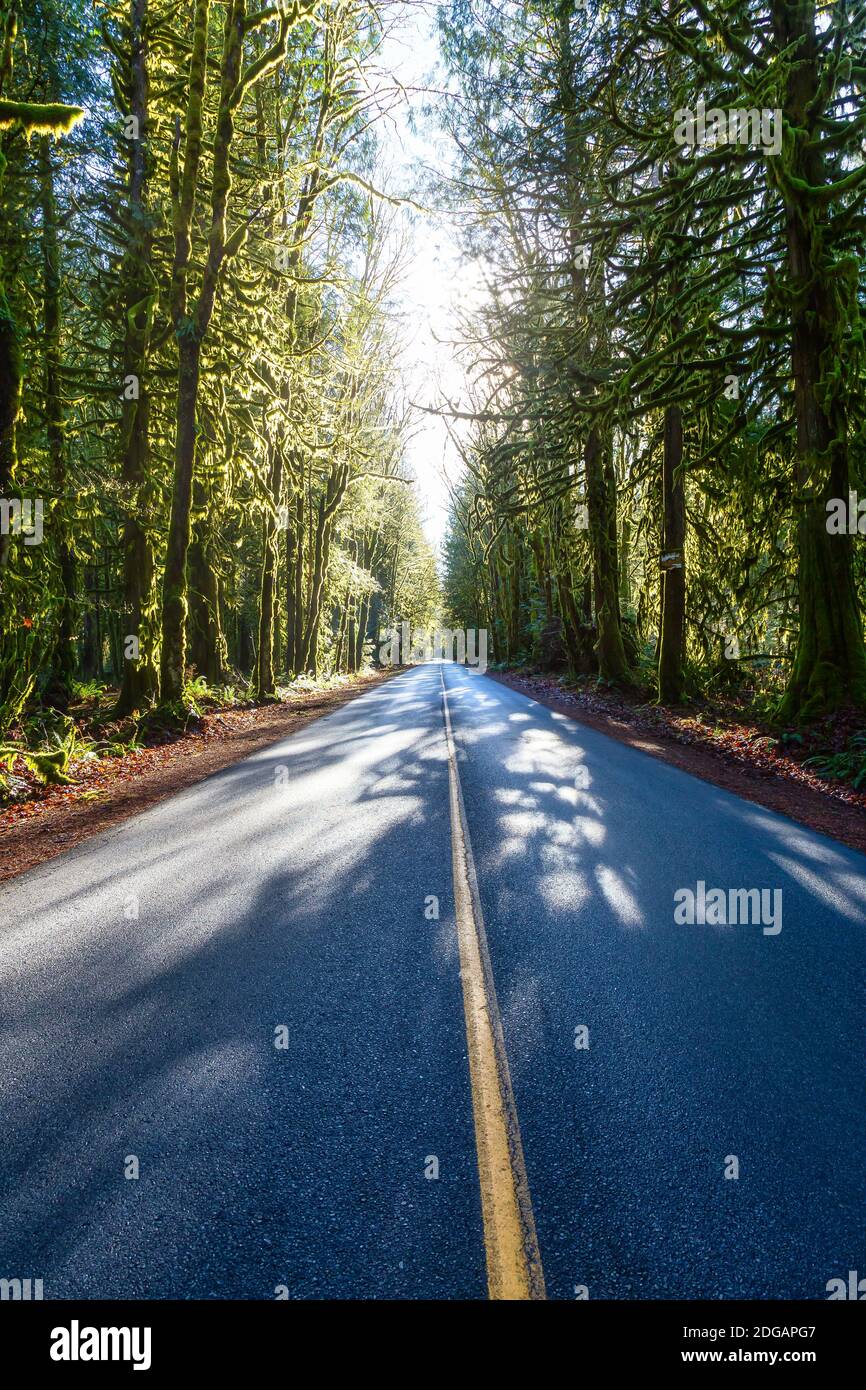Beautiful View of a Scenic Road in the Green Forest Stock Photo - Alamy