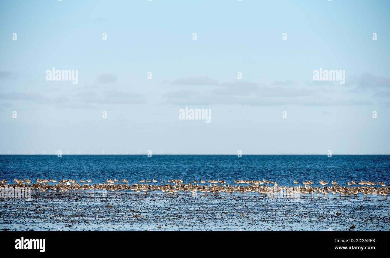 Flock of birds in the Wadden Sea Stock Photo - Alamy