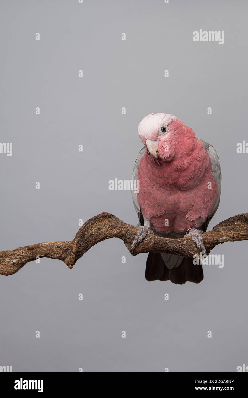 Pretty pink galah cockatoo, seen from the front on a branch on a grey ...