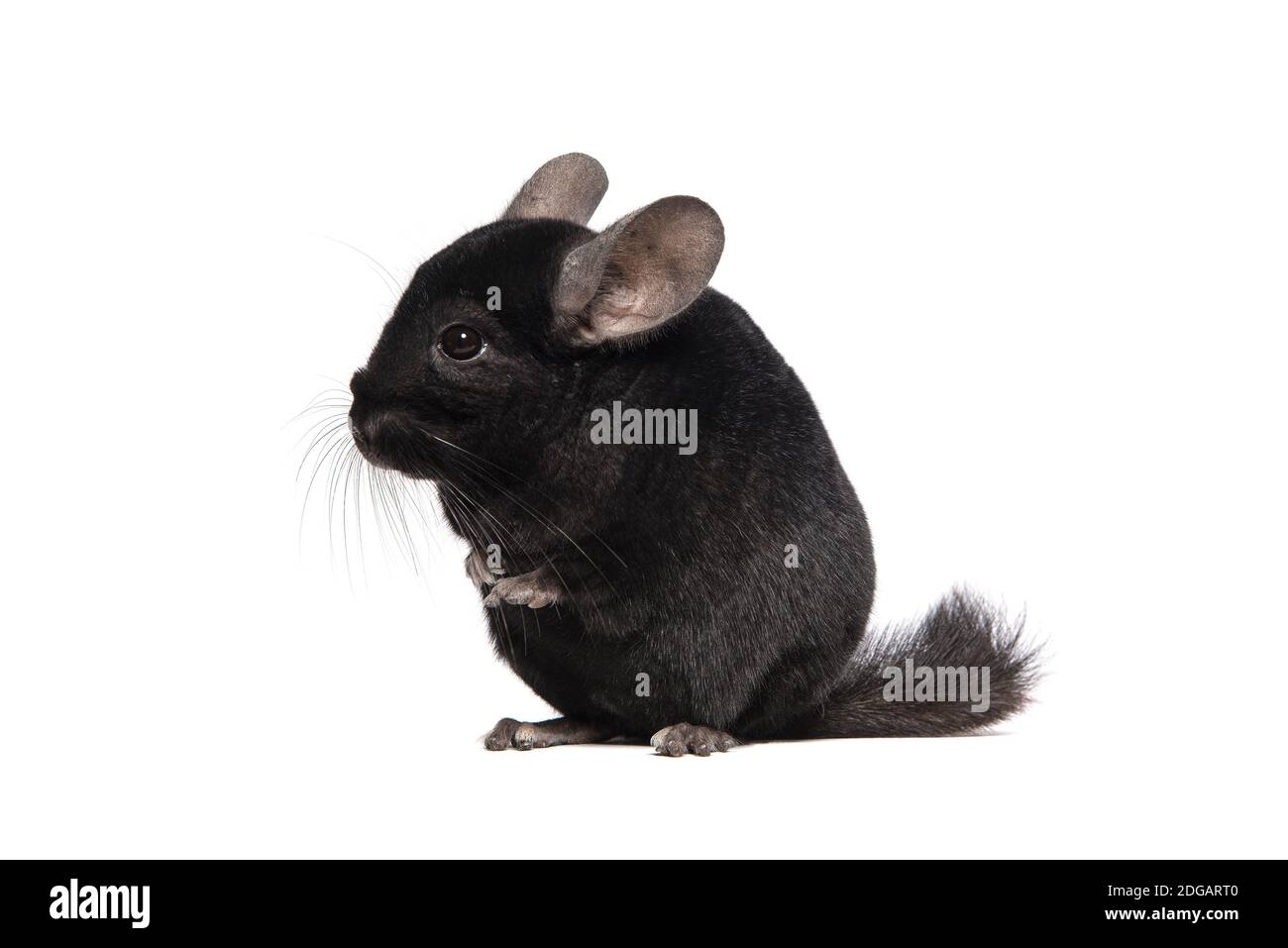 Cute black chinchilla sitting upright seen from the side isolated on a ...