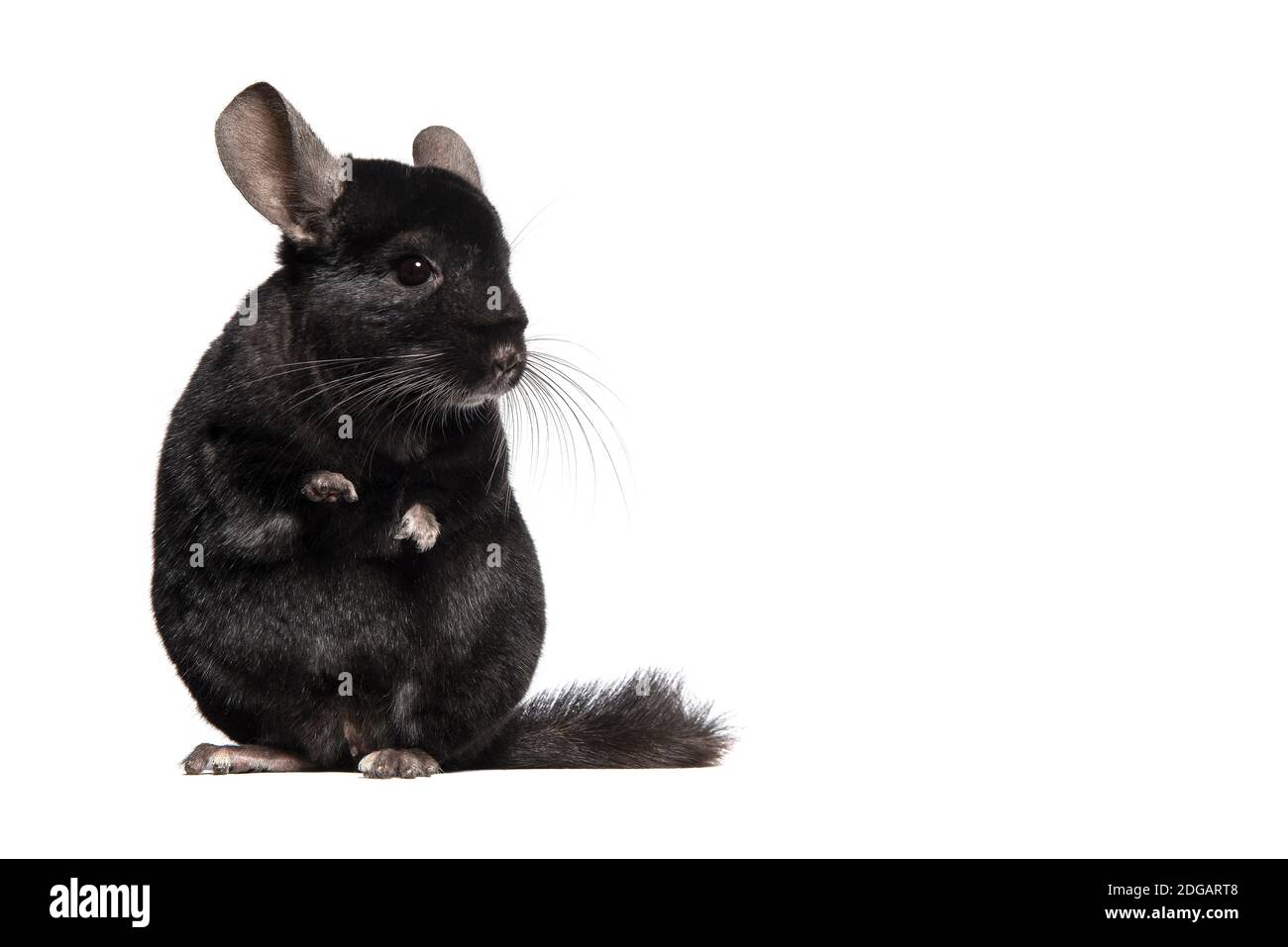 Cute black chinchilla sitting upright seen from the front looking away ...