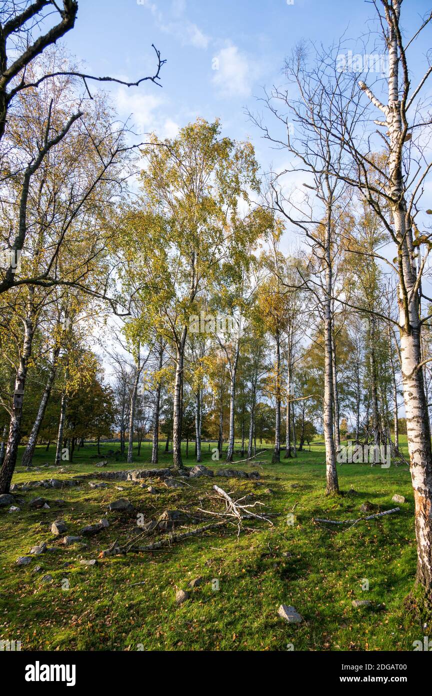 Silver birch tree trunks in a forest in southern Sweden during autumn ...