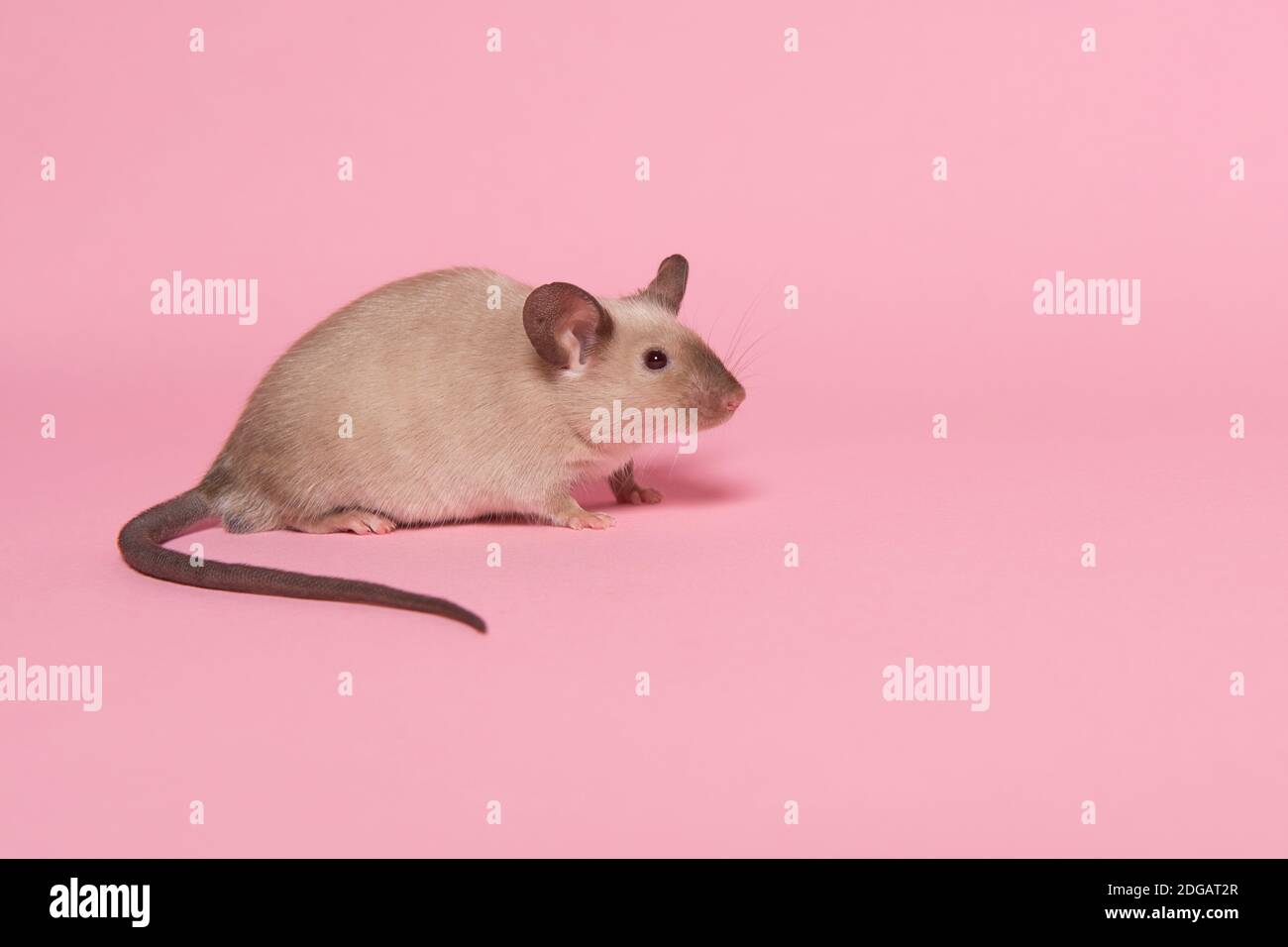 Cute tame house mouse seen from the side on a pink background Stock ...