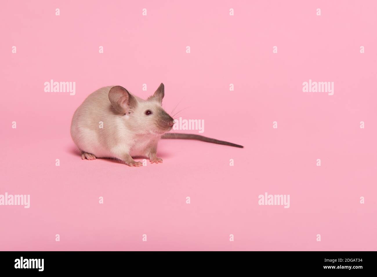 Cute tame house mouse seen from the front on a pink background Stock ...