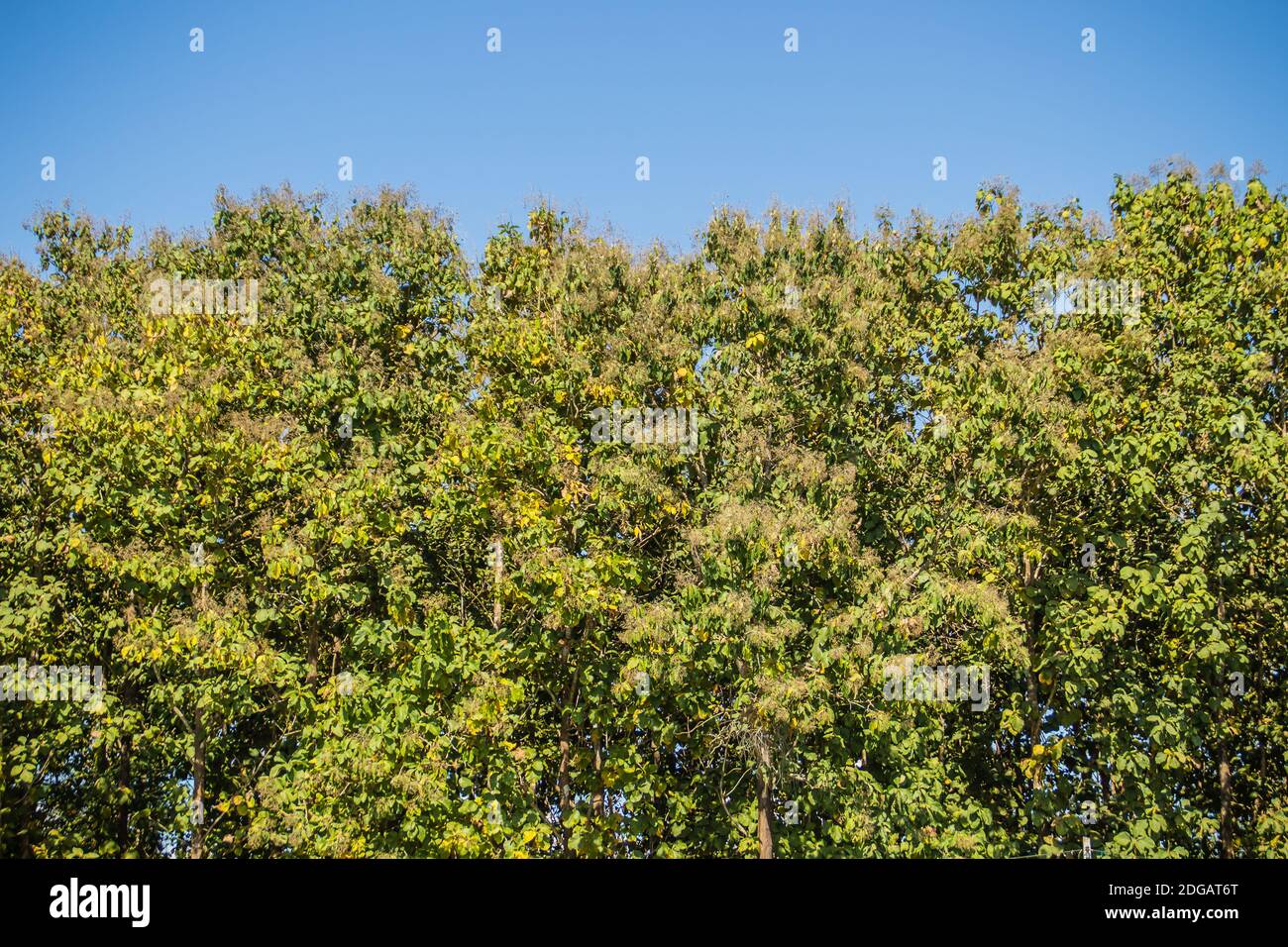 Teak treetop forest with blue sky background for text. Teak (Tectona ...