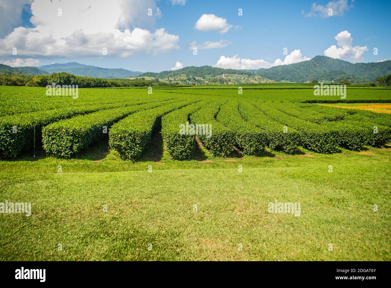Rows of tea trees in the Chinese tea farm. Beautiful landscape of the ...