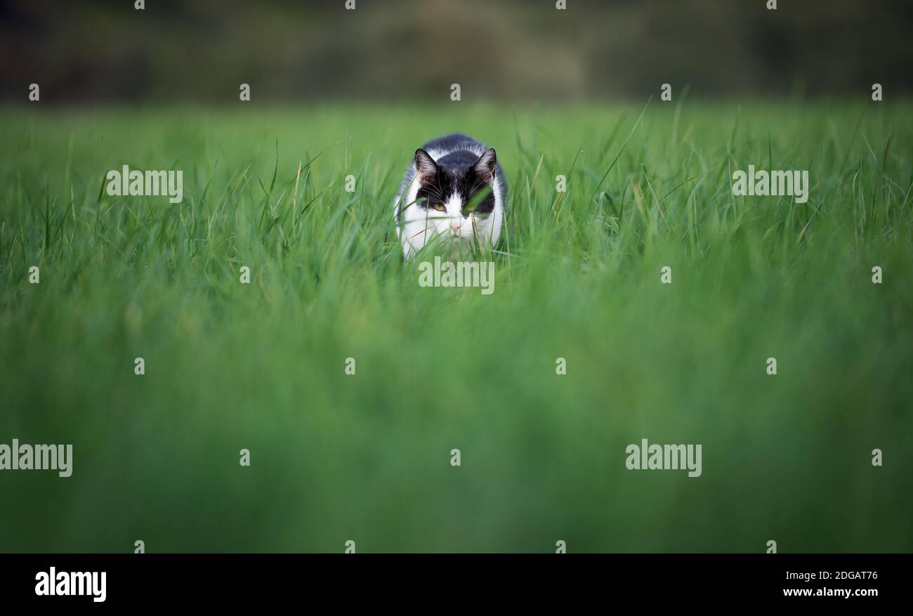 black and white stray cat on the prowl walking towards camera in high ...