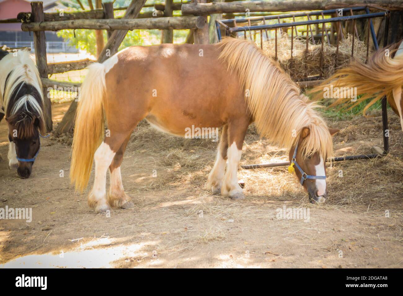 Cute miniature horse or pony in the farm. Cute little pony. Miniature ...