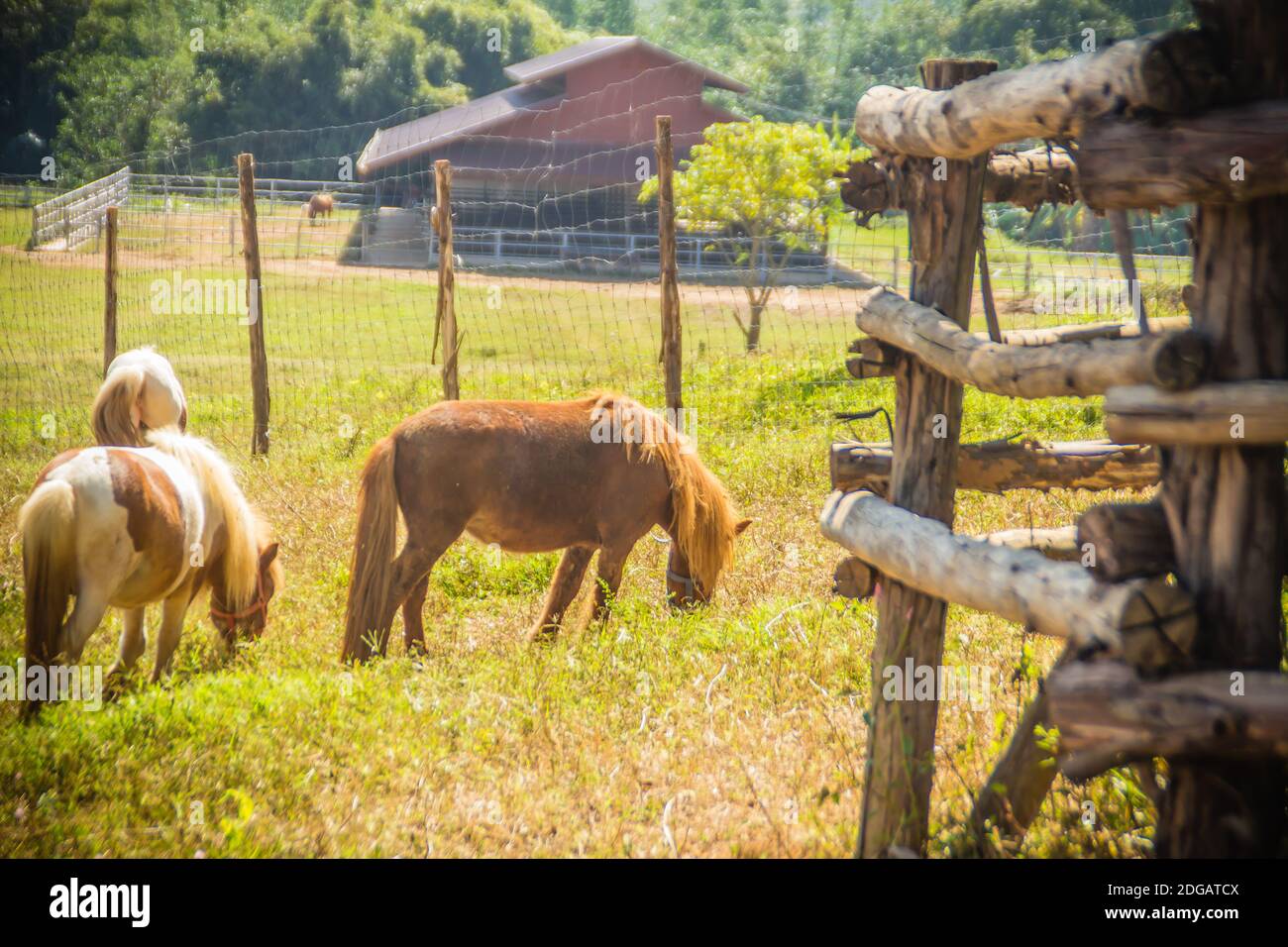 Cute miniature horse or pony in the farm. Cute little pony. Miniature ...