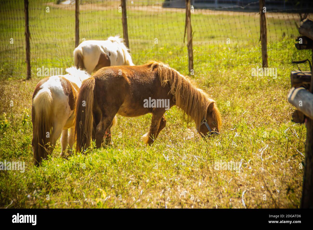 Cute miniature horse or pony in the farm. Cute little pony. Miniature ...